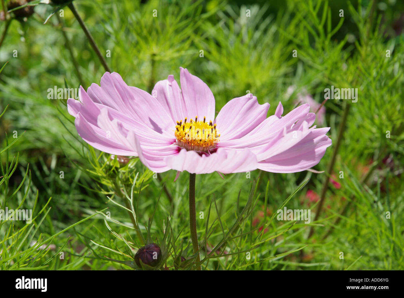 Pale pink cosmos hi-res stock photography and images - Alamy
