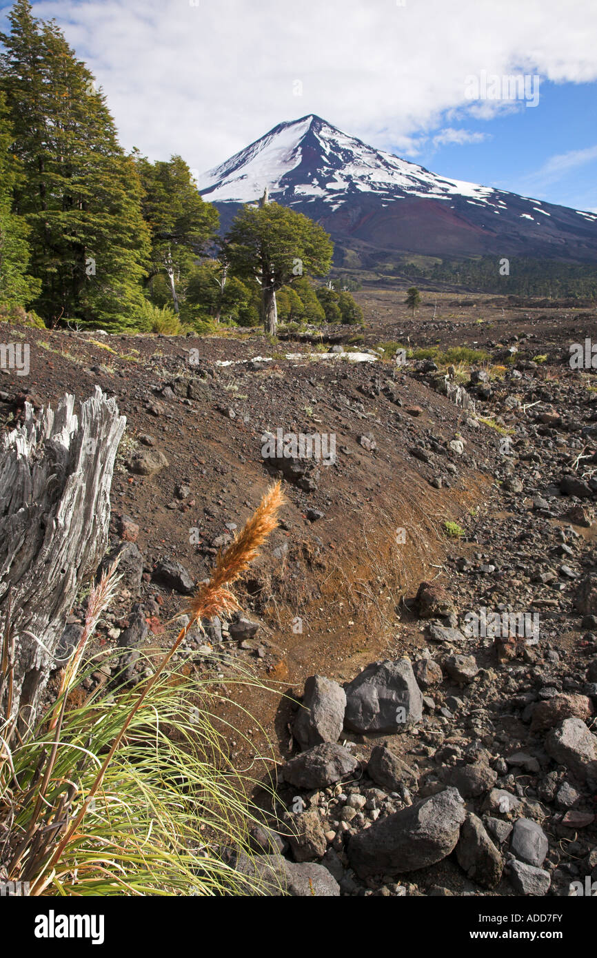 Conguillio National Park Stock Photo - Alamy