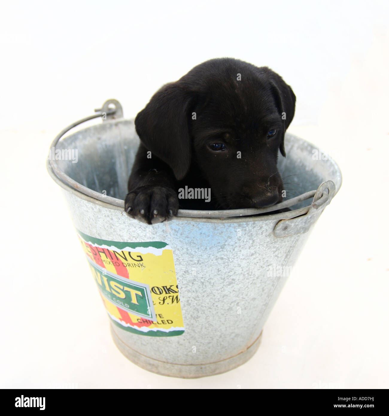 Black puppy inside a bucket Stock Photo - Alamy