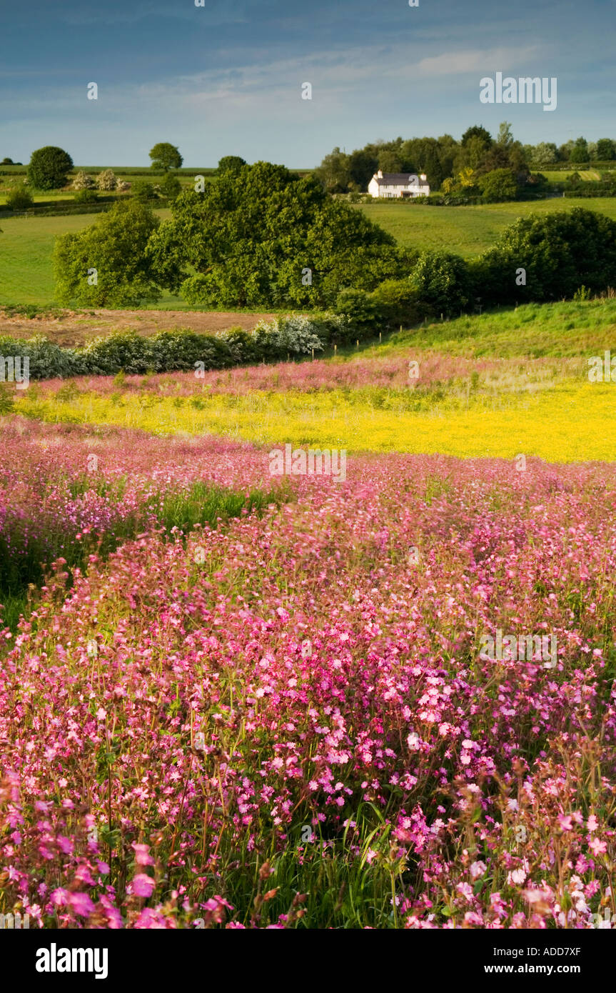 Alvanley hi-res stock photography and images - Alamy