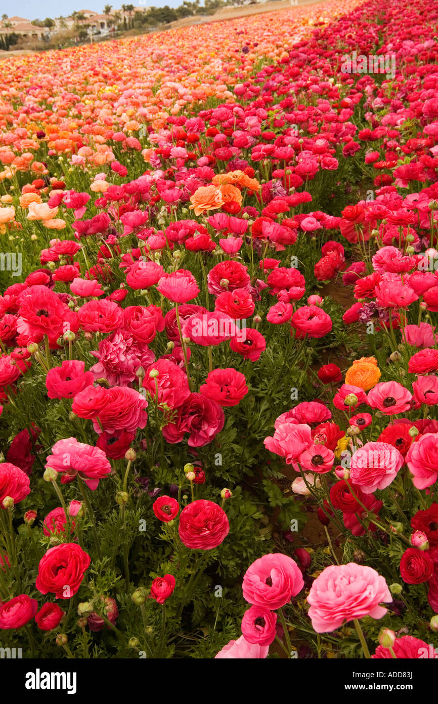 Beautiful flowers in shades of pink fill a summer field Stock Photo - Alamy