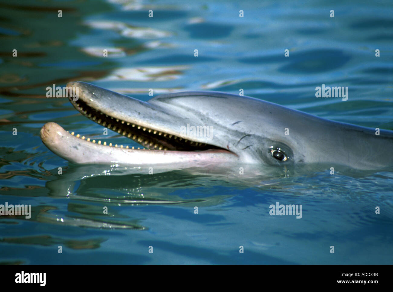 Dolphin Monkey Mia Australia Stock Photo - Alamy