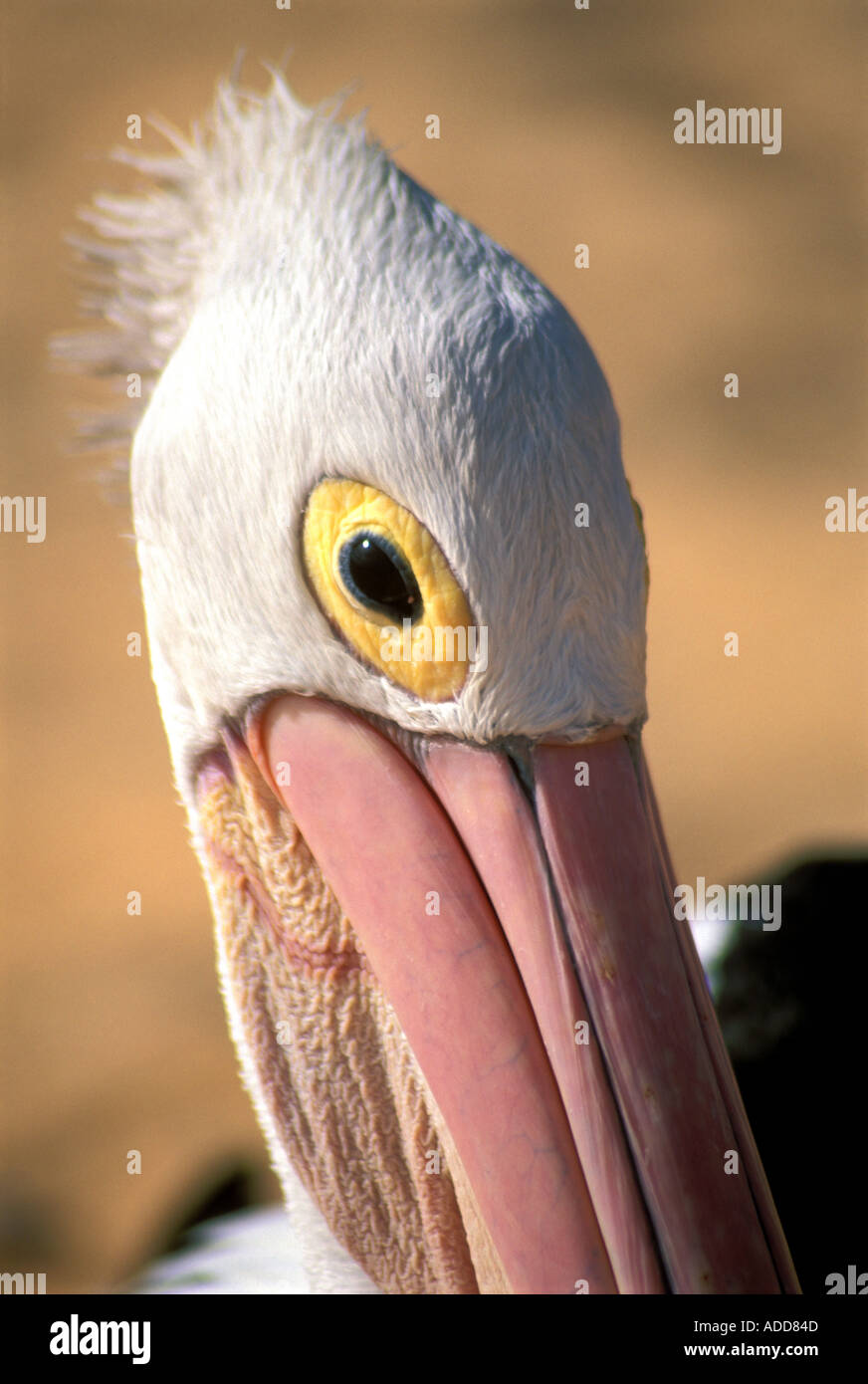 Pelican Kalbarri Australia Stock Photo - Alamy