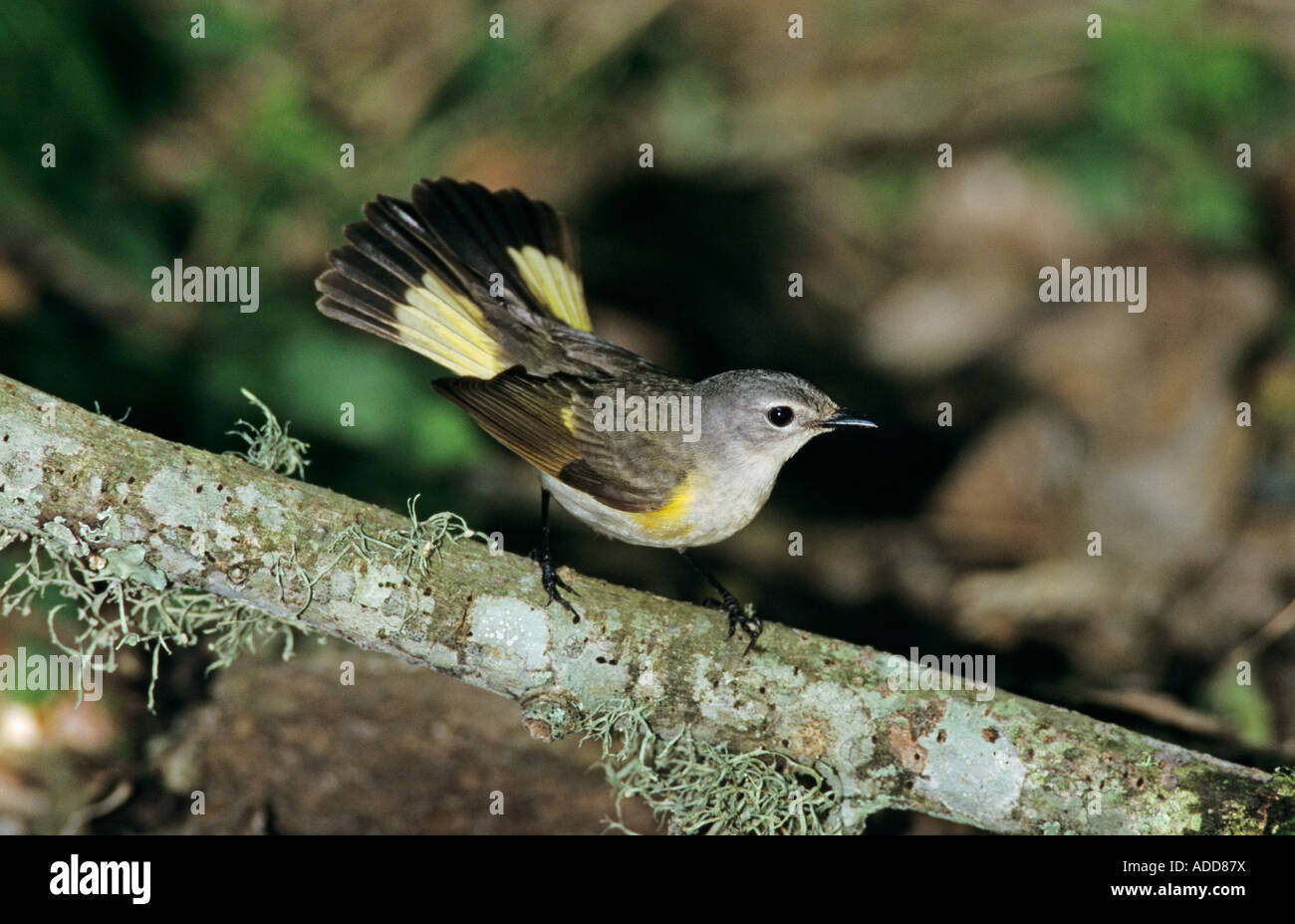 American Redstart Setophaga ruticilla female High Island Texas USA ...