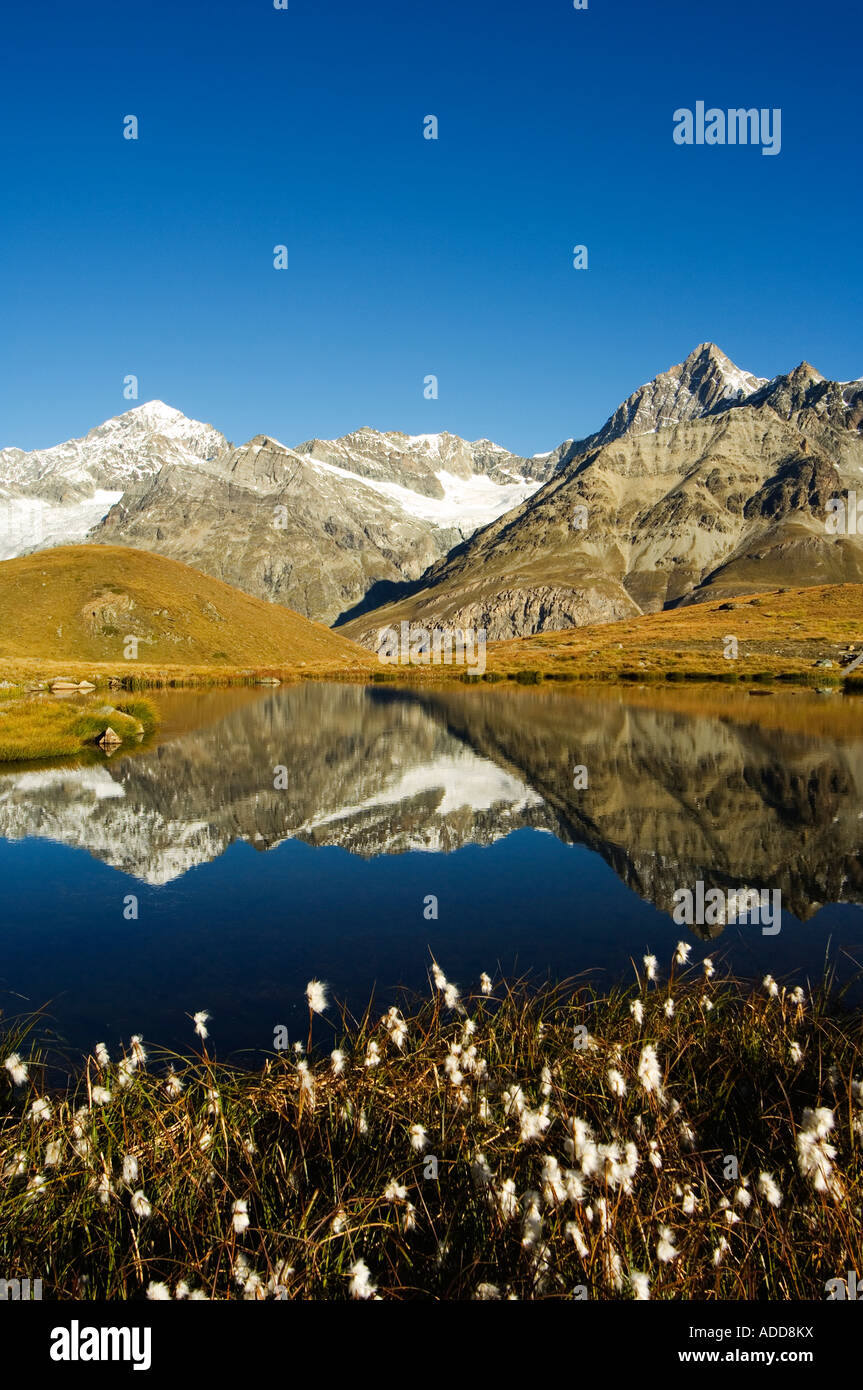 Switzerland The Valais Zermatt Alpine Resort Alpine Flowers and Perfect ...