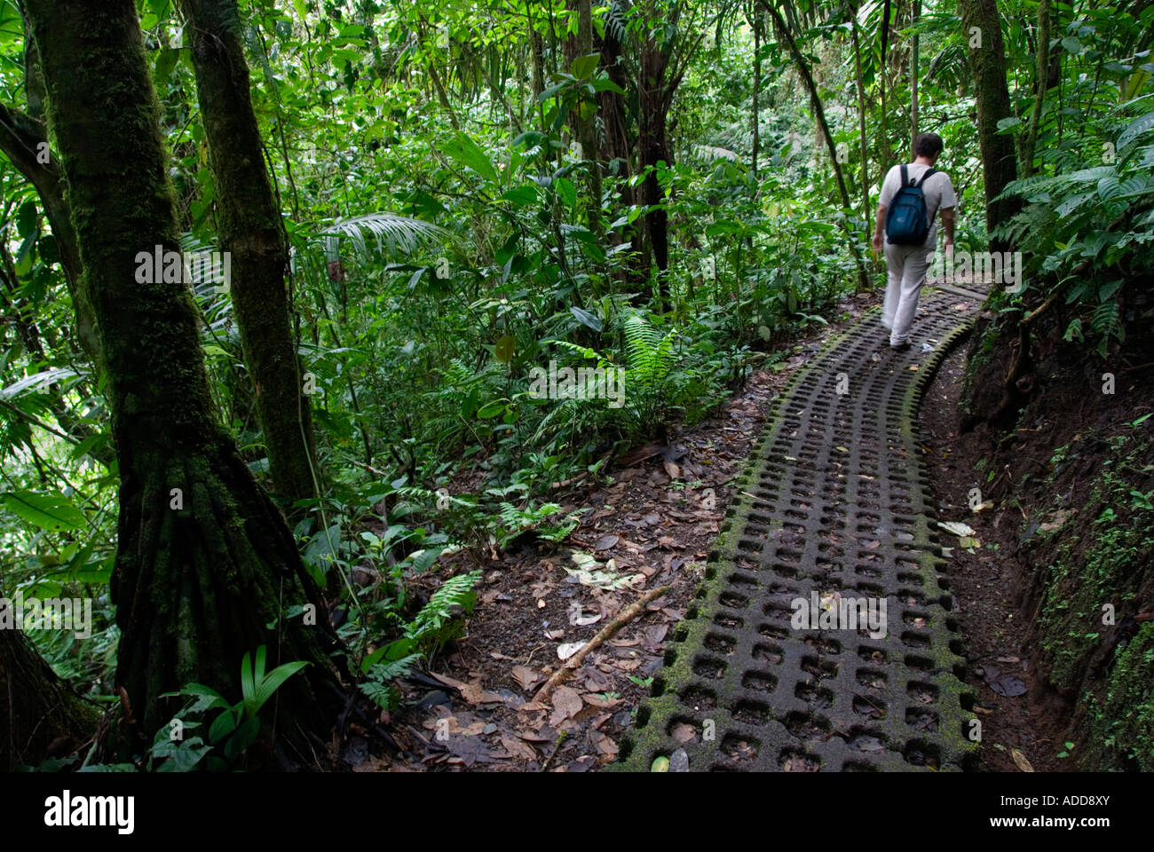 Rain forest protected area, close to Arenal Volcano National Park ...