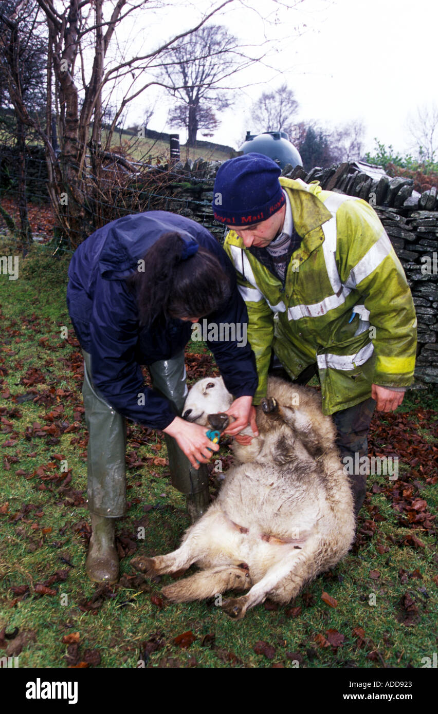 Tending sheep hi-res stock photography and images - Alamy