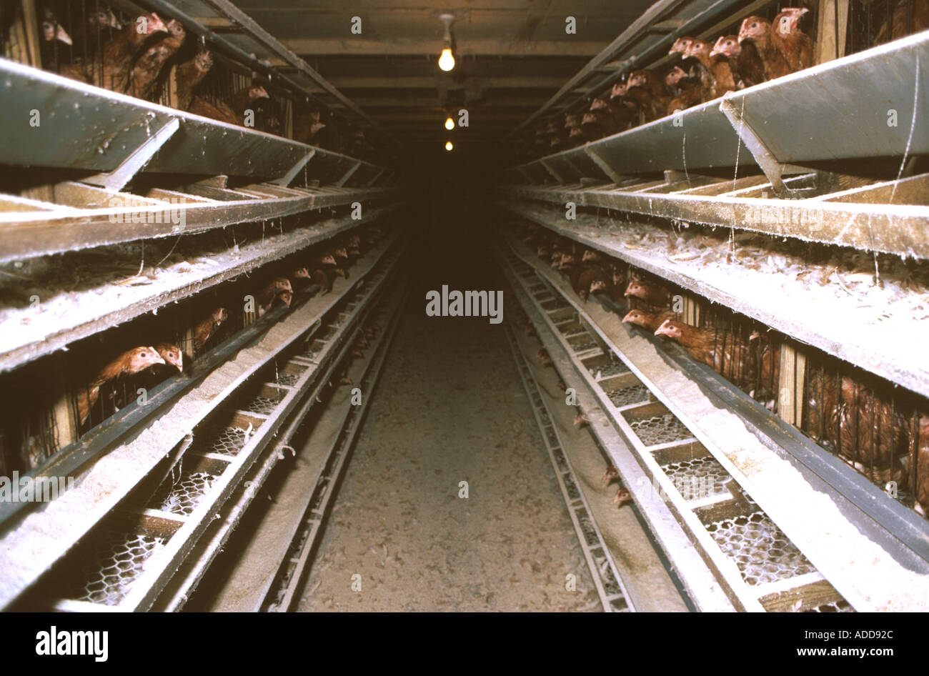 Chicken battery wales hi-res stock photography and images - Alamy