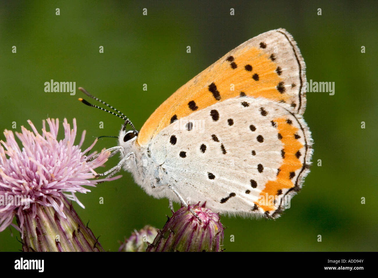 Bronze copper butterfly lycaena hyllus hi-res stock photography and ...