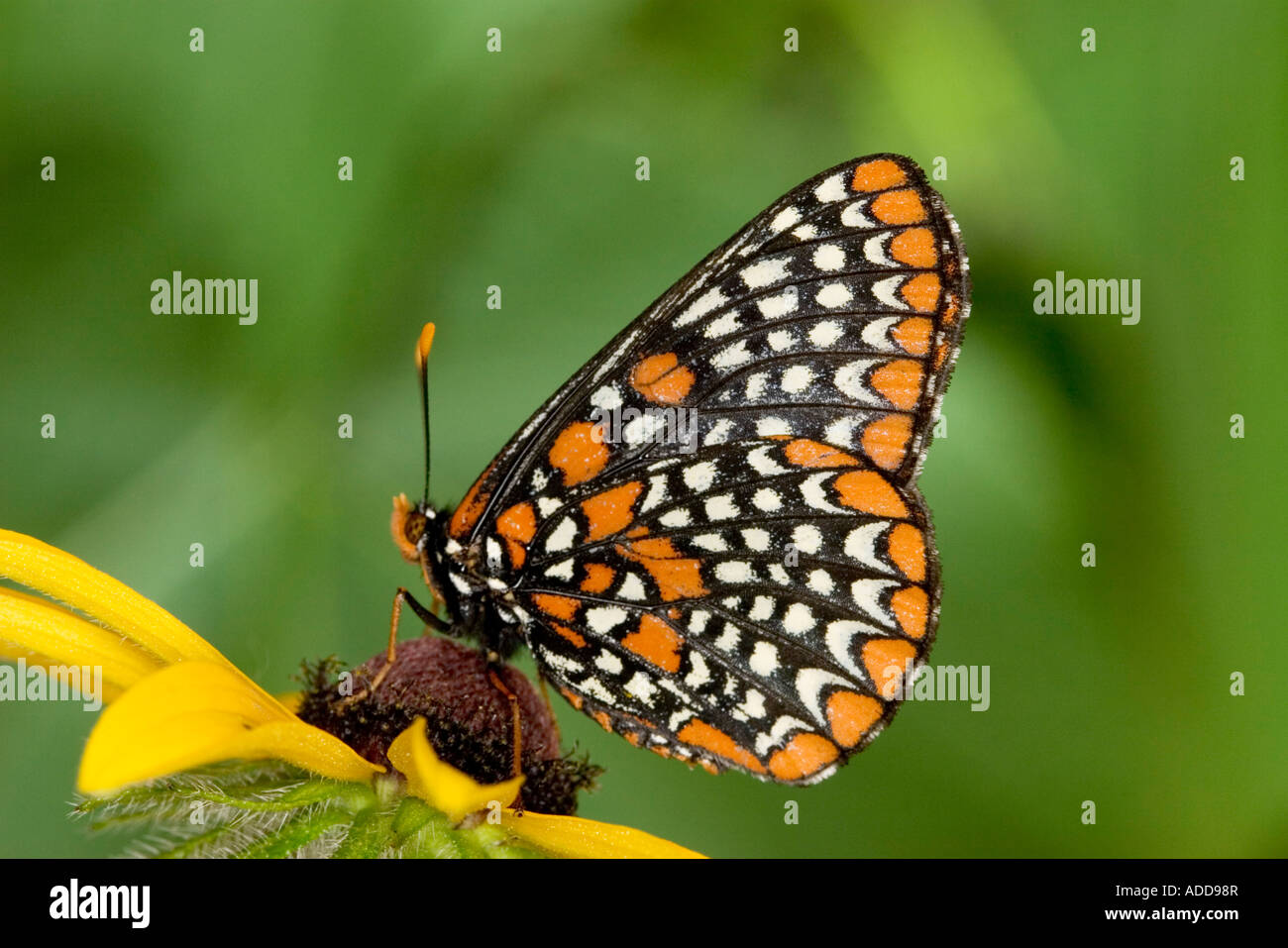 Baltimore Checkerspot Euphydryas phaeton McGregor Aitkin County ...