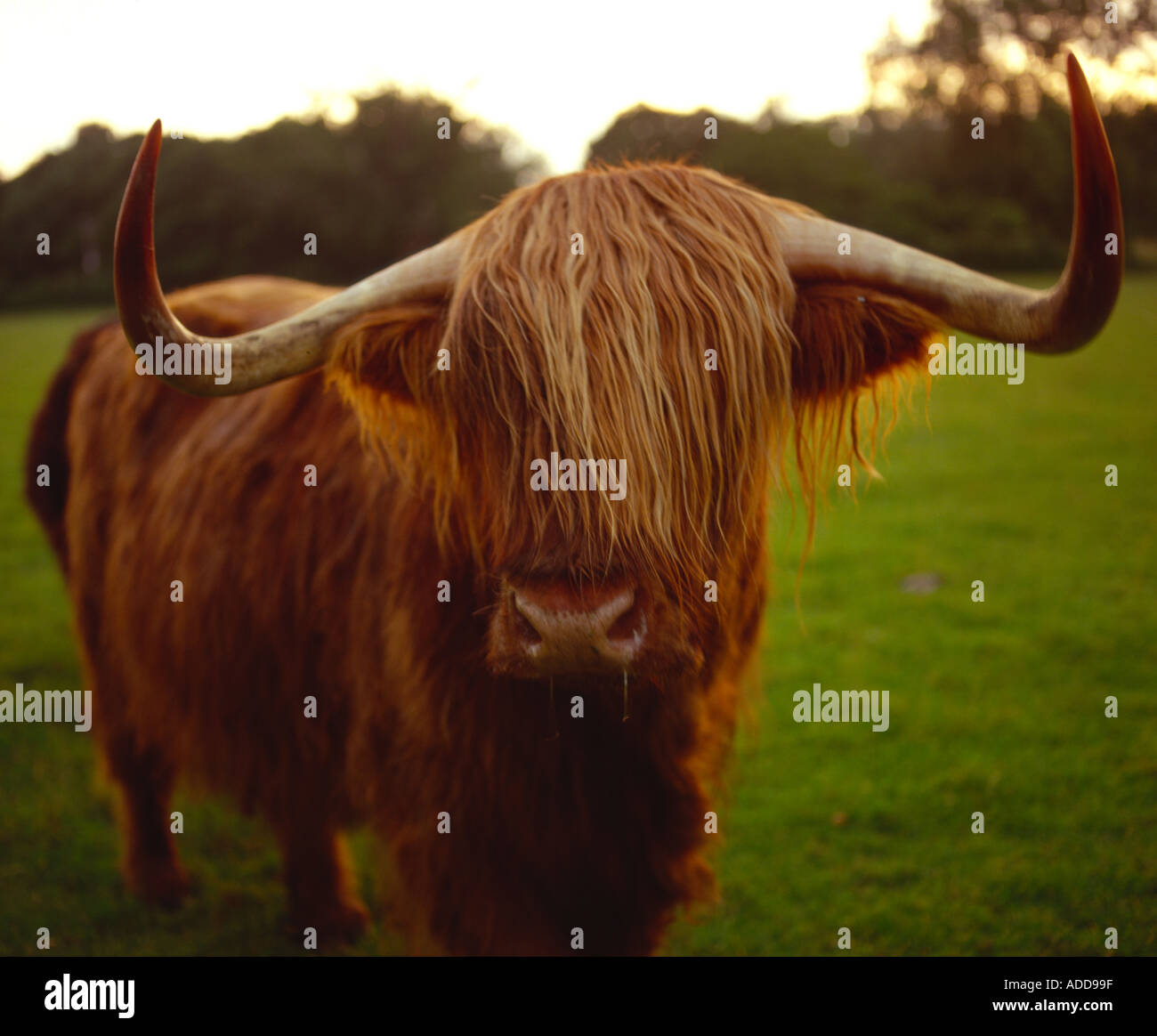 shaggy highland cattle red horn farm animal herd Stock Photo - Alamy