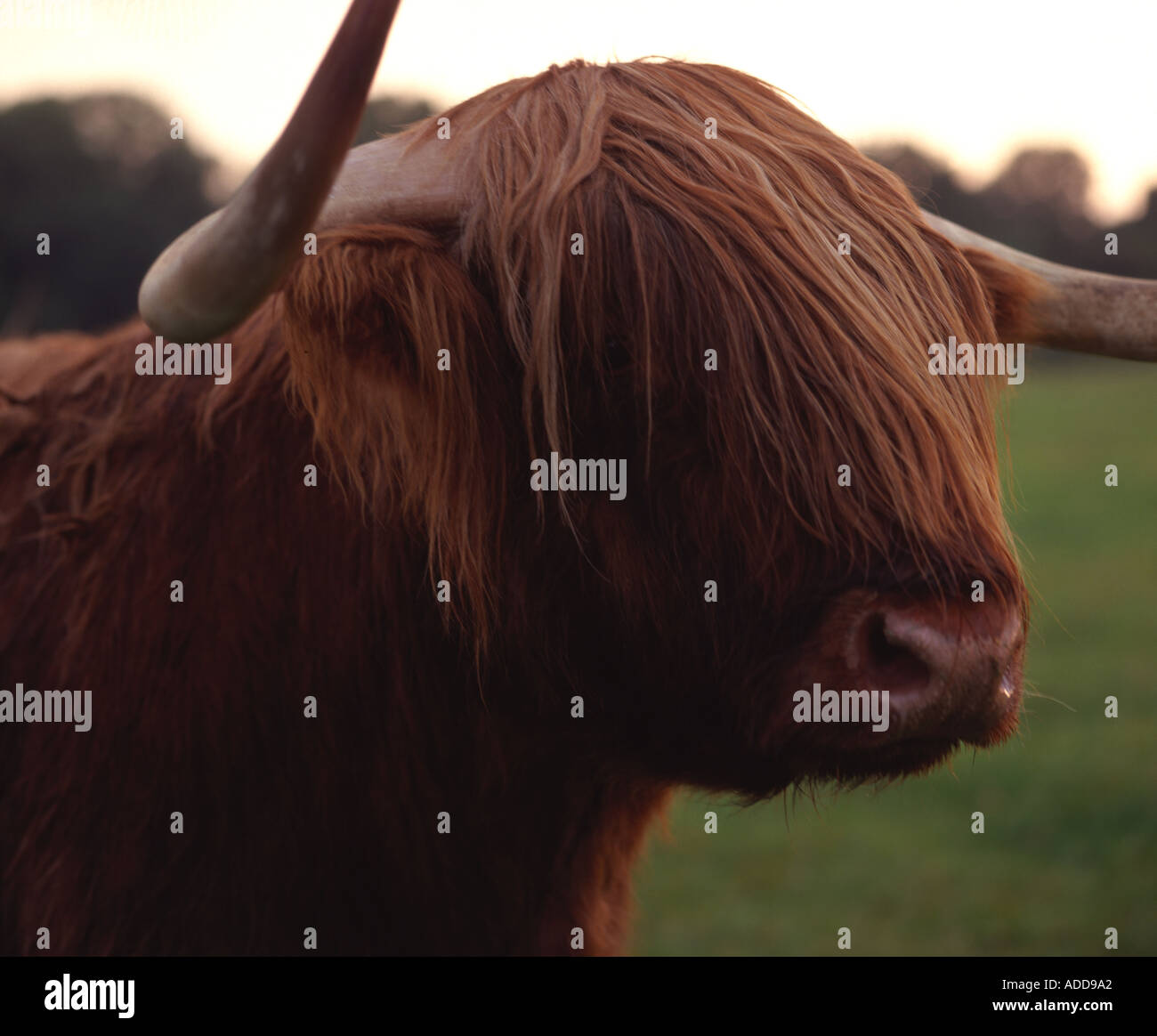 shaggy highland cattle red horn farm animal herd Stock Photo - Alamy