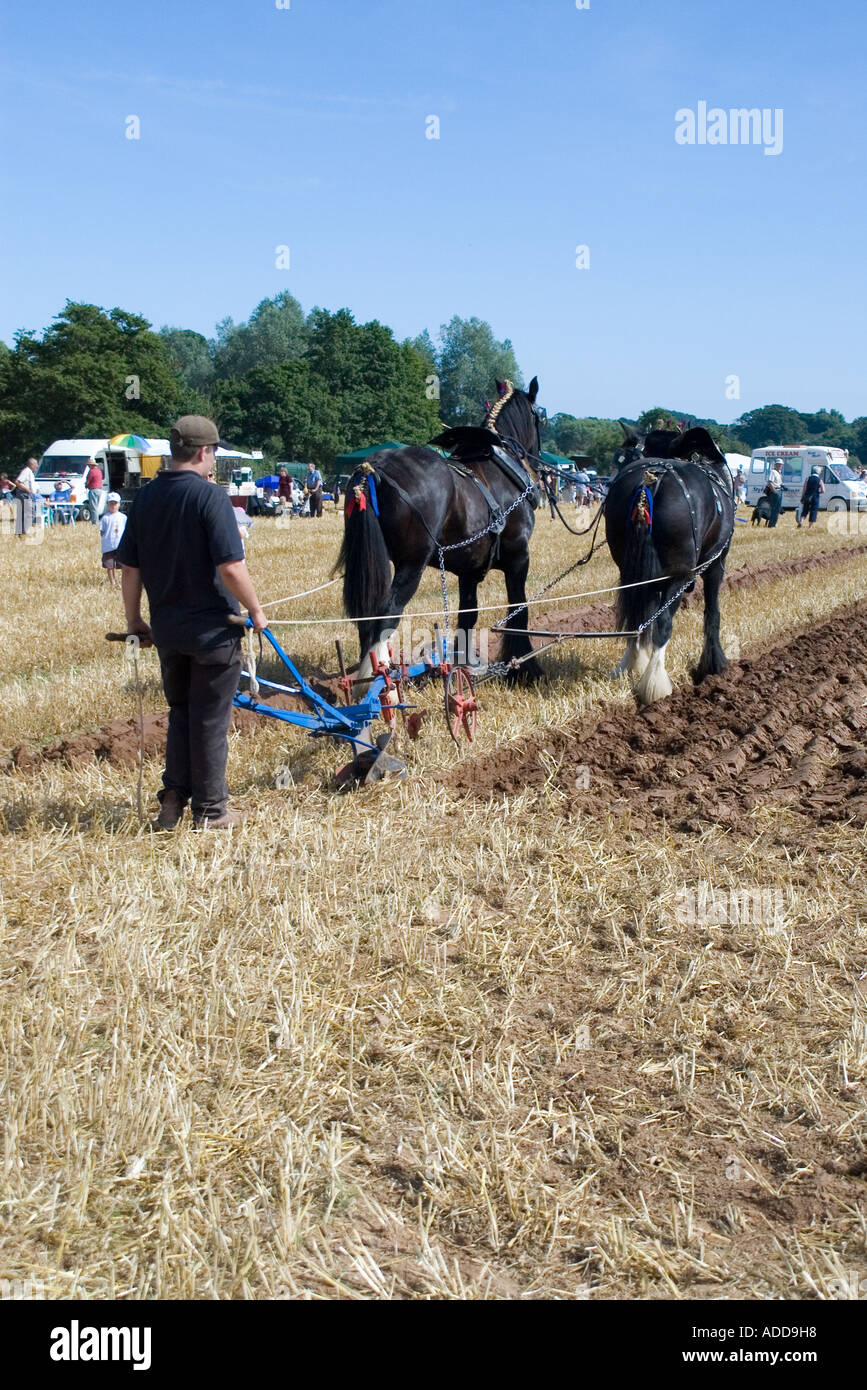 Heavy horses ploughing a field, Powderham, near Exeter Stock Photo - Alamy