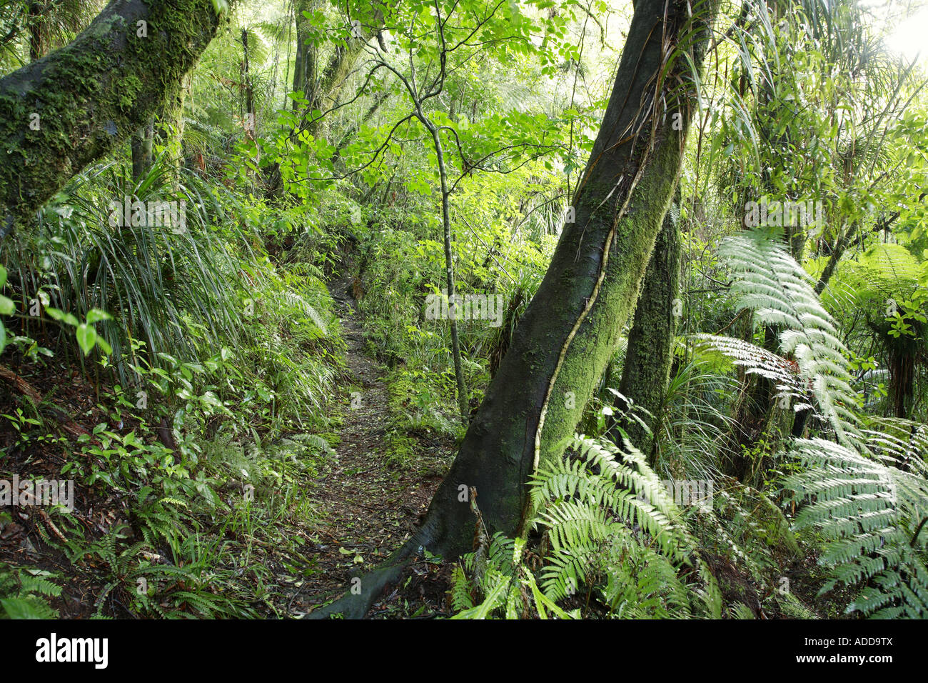 Trees inside tropical forest Stock Photo - Alamy