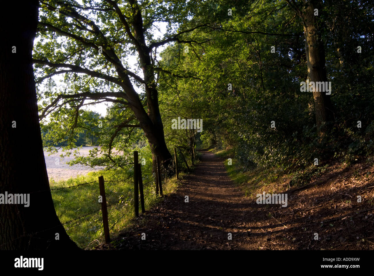 A country walk along a bridlepath on a summers evening Stock Photo - Alamy