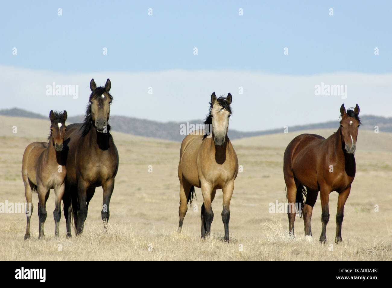 Four wild horses Stock Photo - Alamy