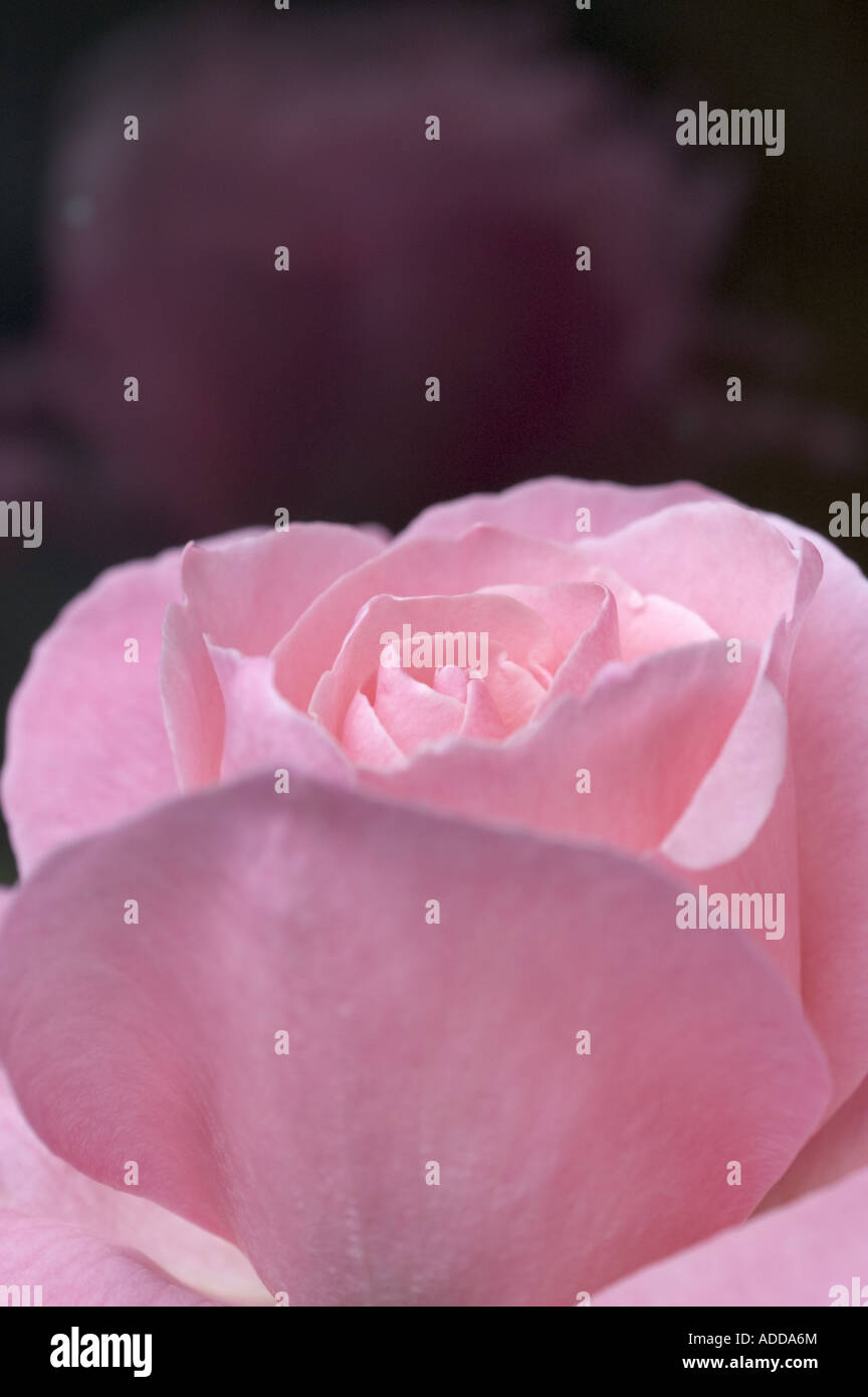 Single pink rose Stock Photo - Alamy