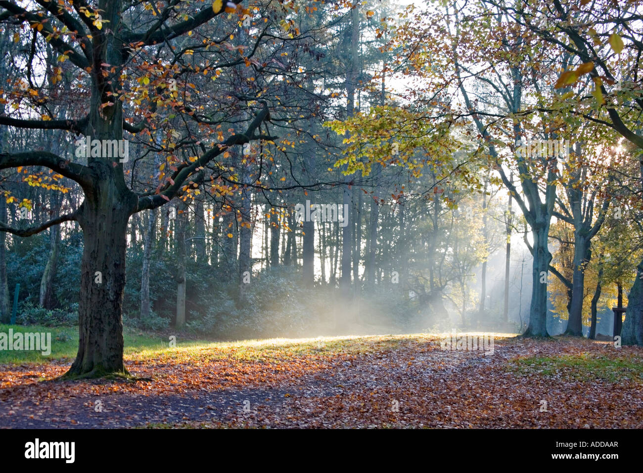Shafts of sunlight filter through deciduous Woodland Beaudesert Park ...