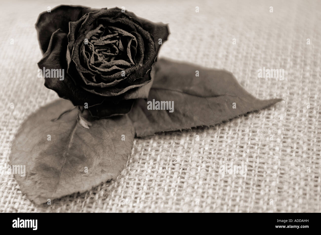 Sepia roses hi-res stock photography and images - Alamy
