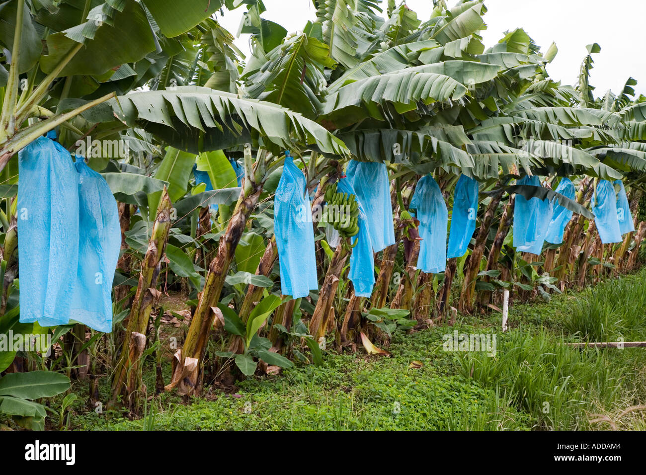 Banana Plantation in Belize Stock Photo - Alamy