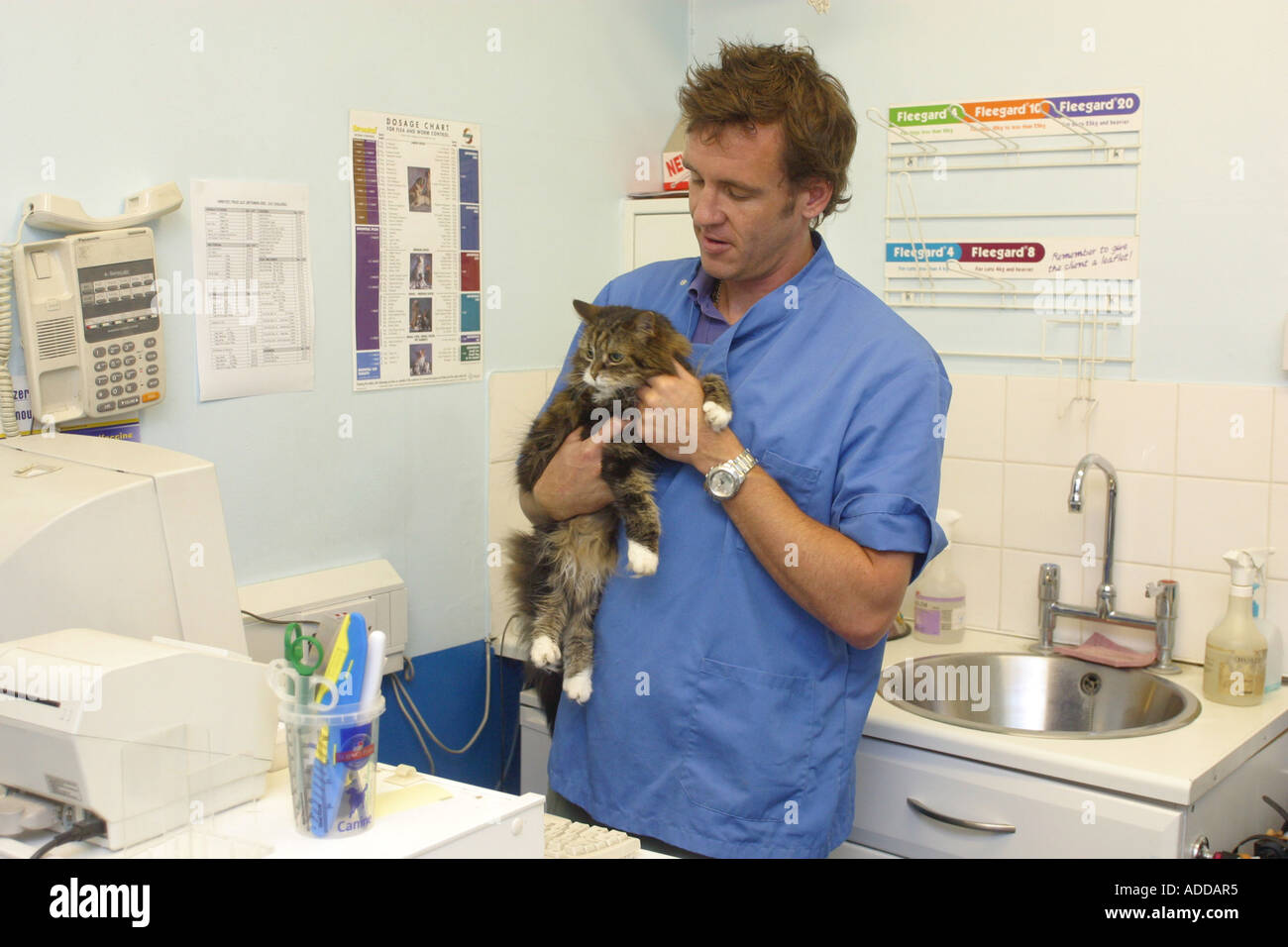 veterinary treating an old cat Stock Photo - Alamy