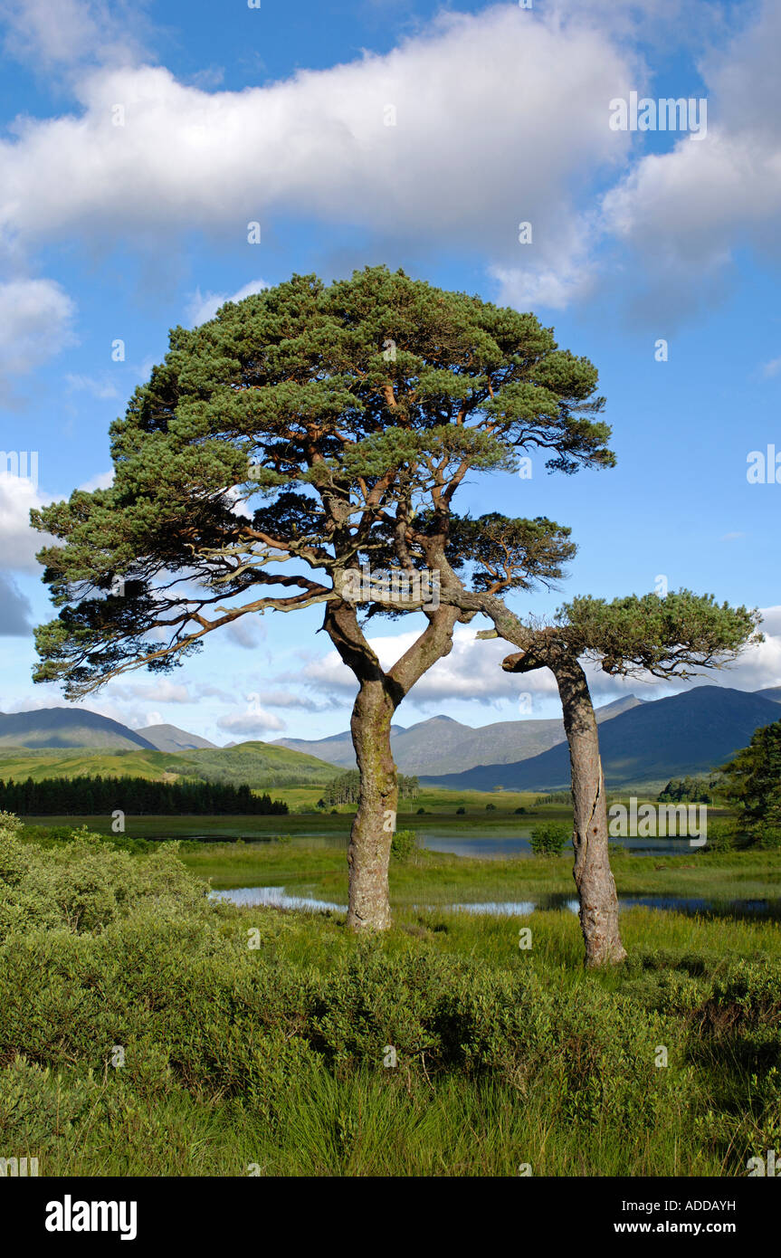 Ancient caledonian pine wood hi-res stock photography and images - Alamy