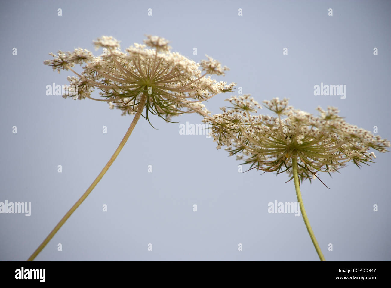Two delicate plants hi-res stock photography and images - Alamy