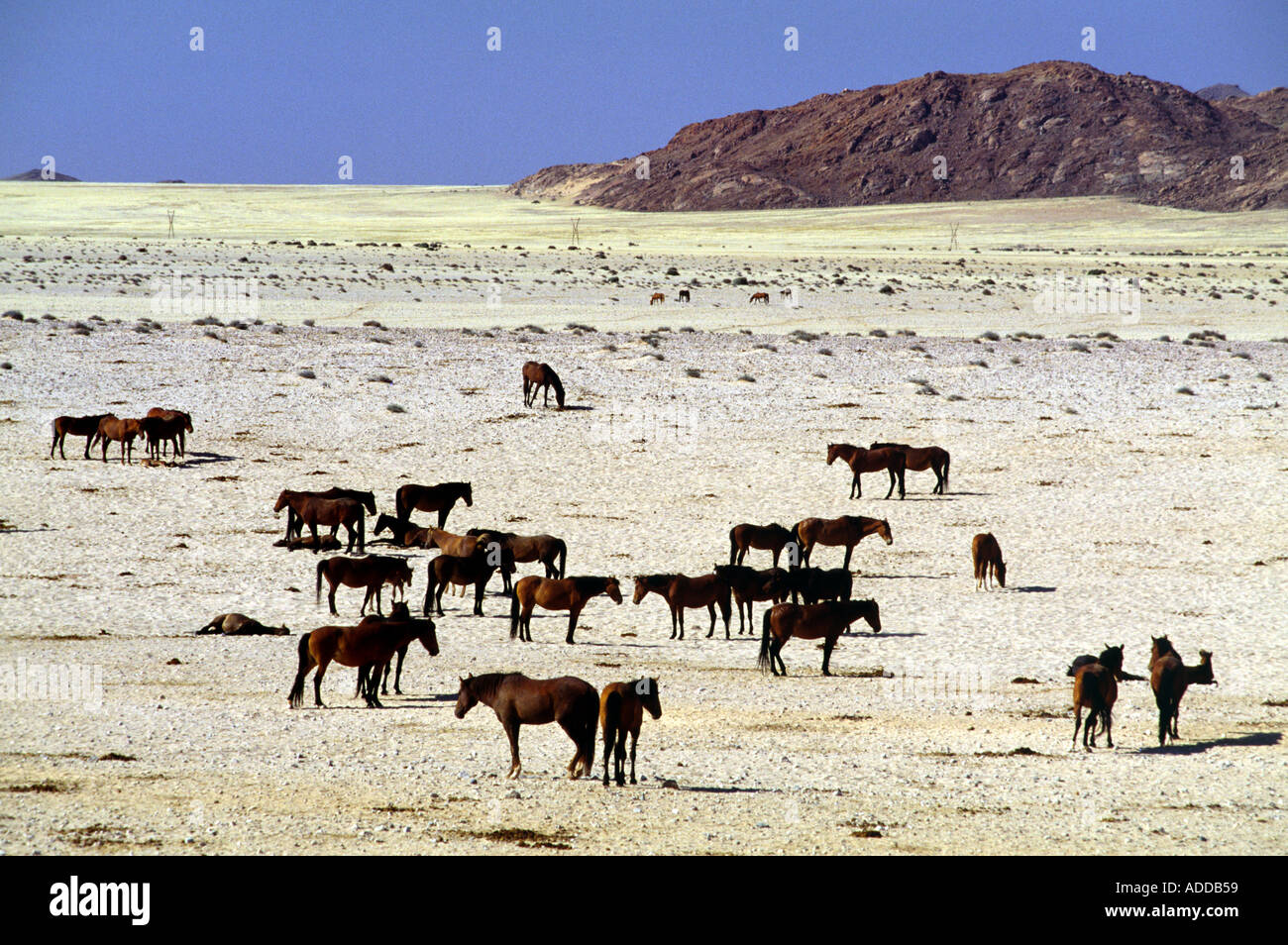 Wild Horses Garub Namibia Stock Photo - Alamy