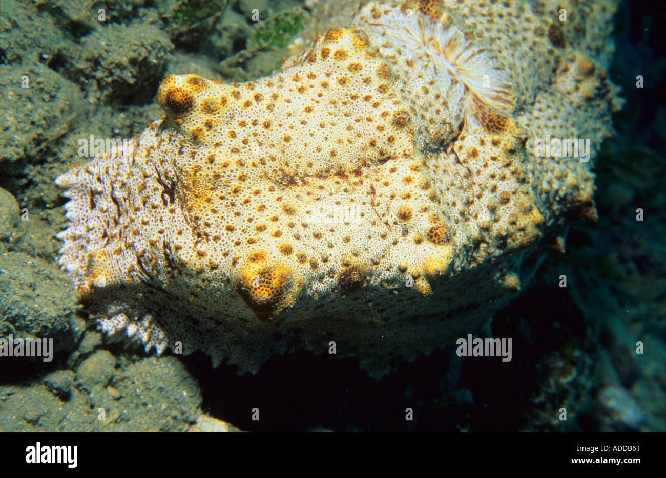 Great barrier reef sea slug hi-res stock photography and images - Alamy