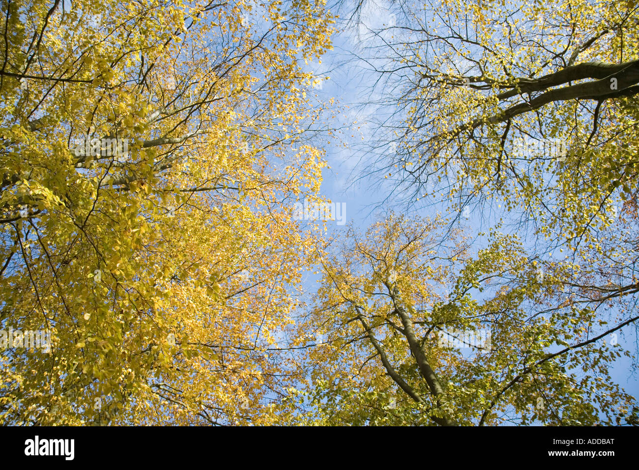 Beech Tree Canopy Autumn Cannock Chase Stock Photo - Alamy
