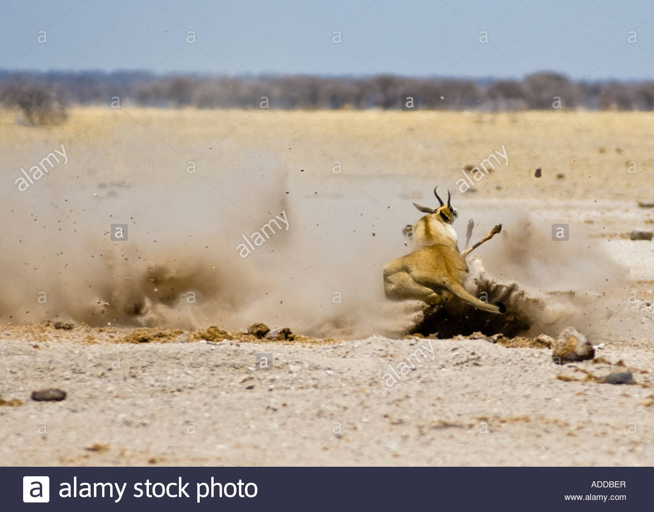 Female Lion Hunting Prey High Resolution Stock Photography and Images ...
