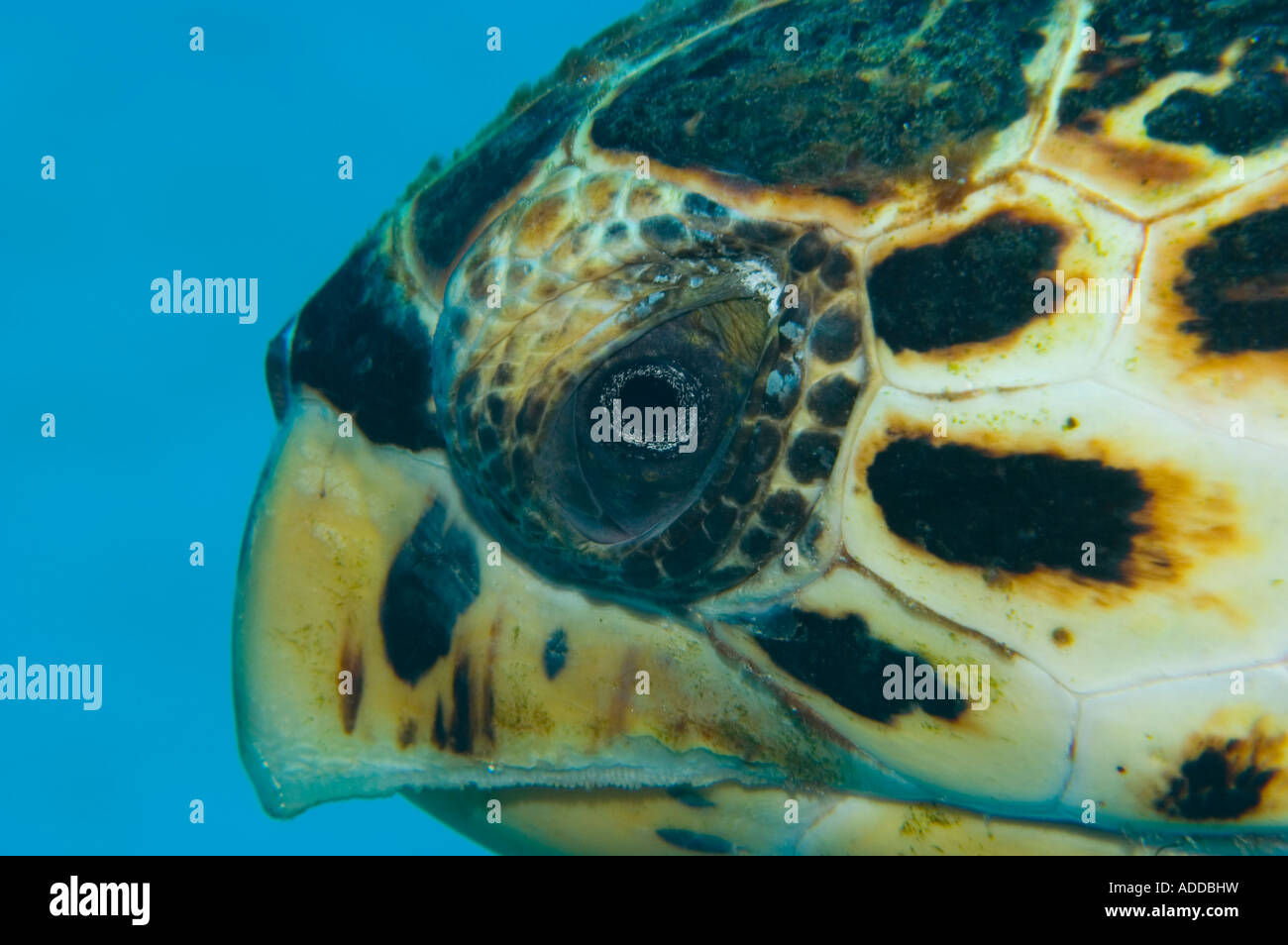 Hawksbill turtle head shot hi-res stock photography and images - Alamy
