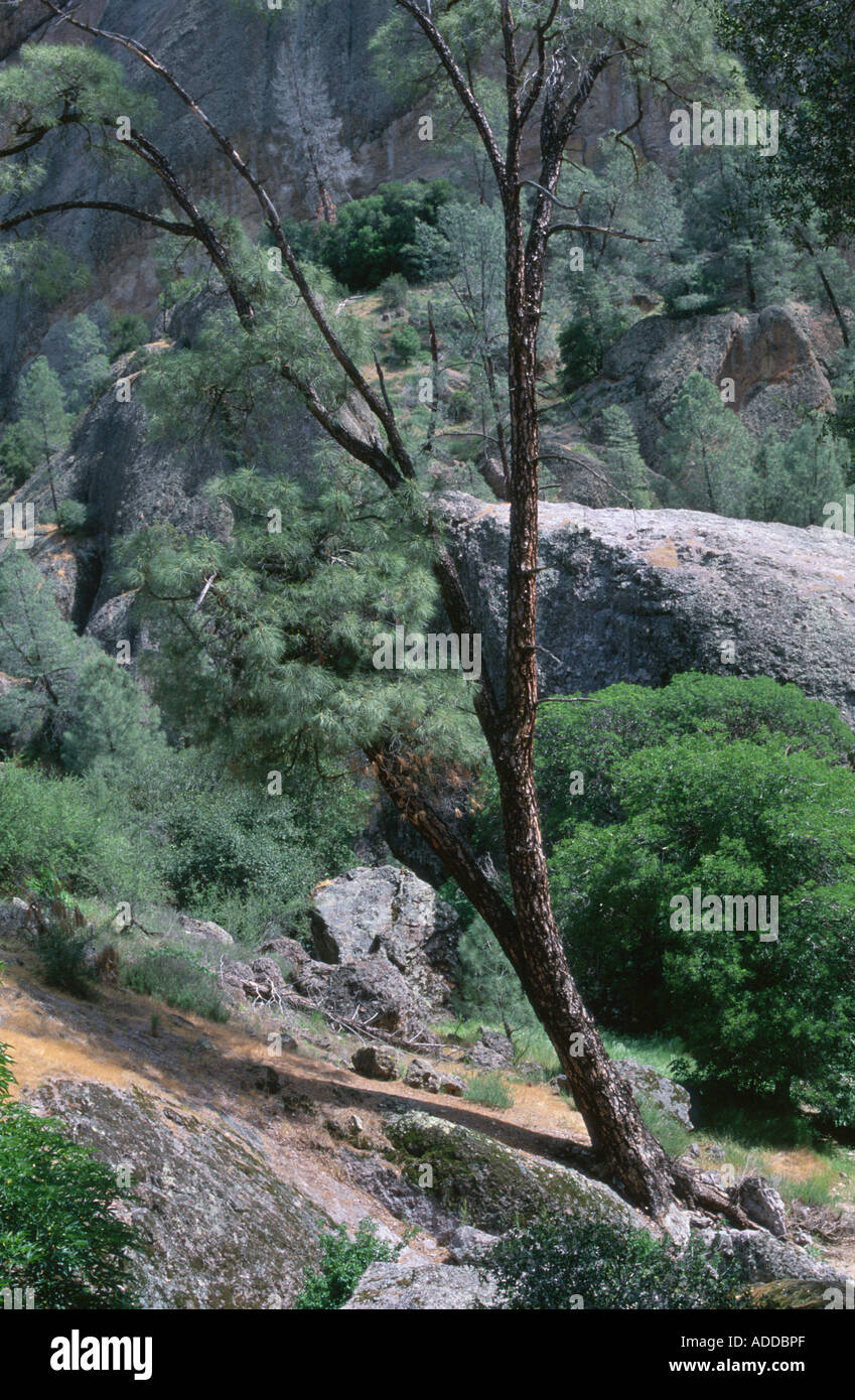 Trees and rocks Pinnacles National Monument California USA Stock Photo ...