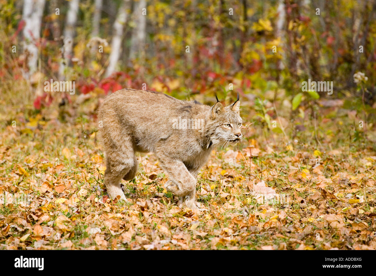 Lynx snowshoe hare hi-res stock photography and images - Alamy