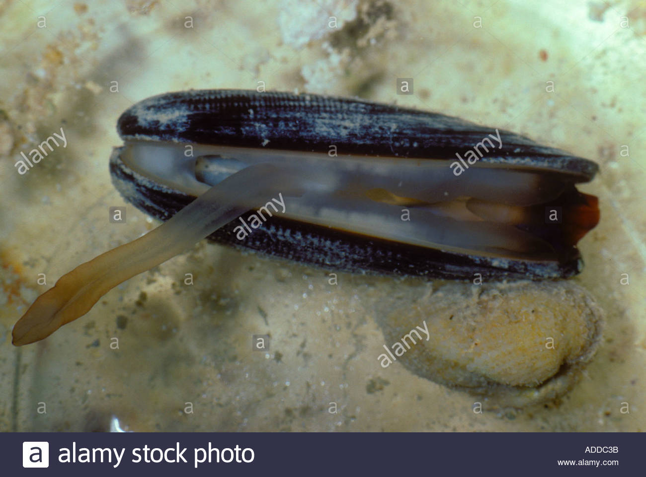 Boring Clam High Resolution Stock Photography and Images - Alamy