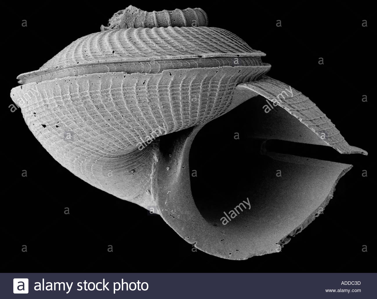 Haliotoidea Stock Photos & Haliotoidea Stock Images - Alamy