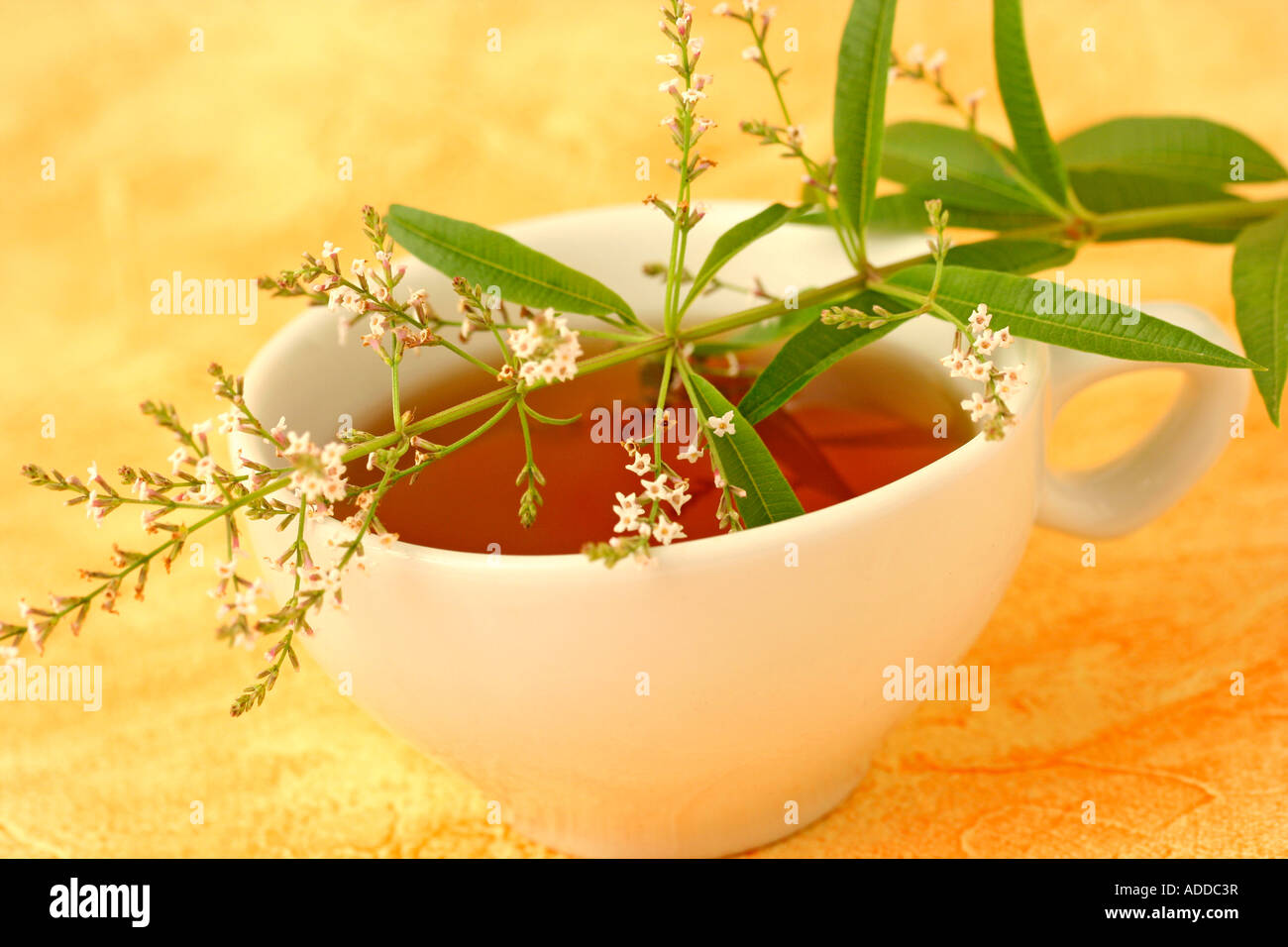 Lemon verbena infusion (Lippia citriodora or Aloysia triphylla Stock ...