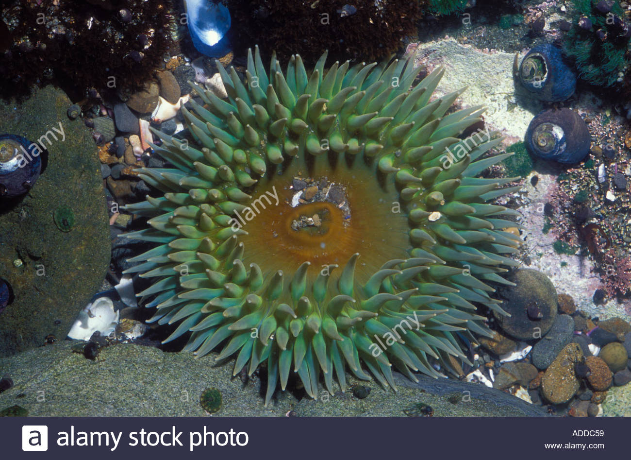 Anthopleura Xanthogrammica Stock Photos & Anthopleura Xanthogrammica ...