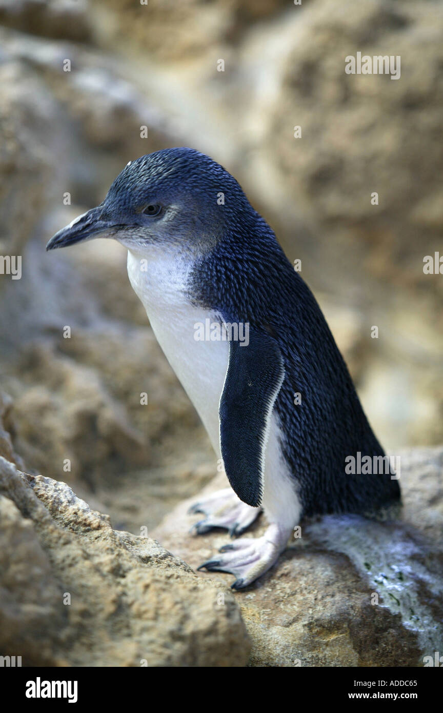 Blue fairy penguin hi-res stock photography and images - Alamy