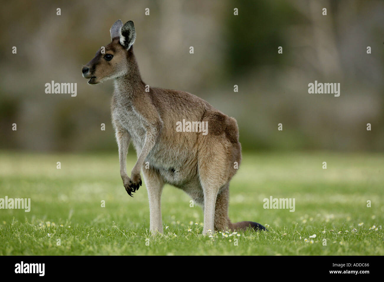 Perth Heirisson Island High Resolution Stock Photography and Images - Alamy