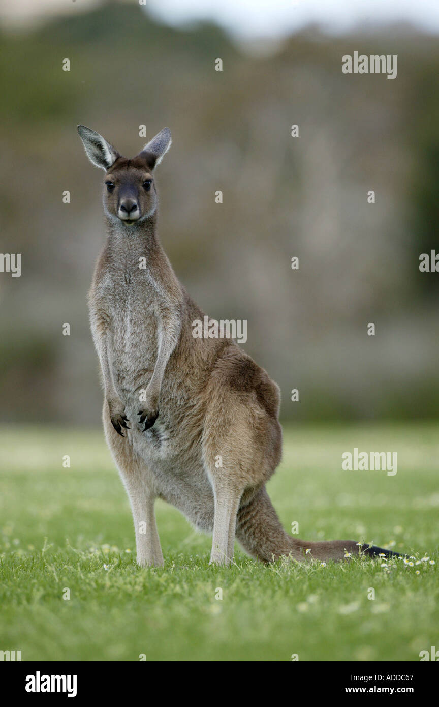 Perth heirisson island hi-res stock photography and images - Alamy