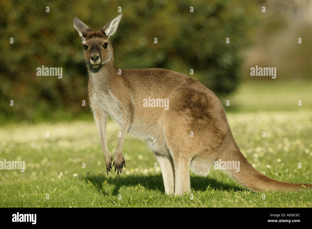 Perth heirisson island hi-res stock photography and images - Alamy