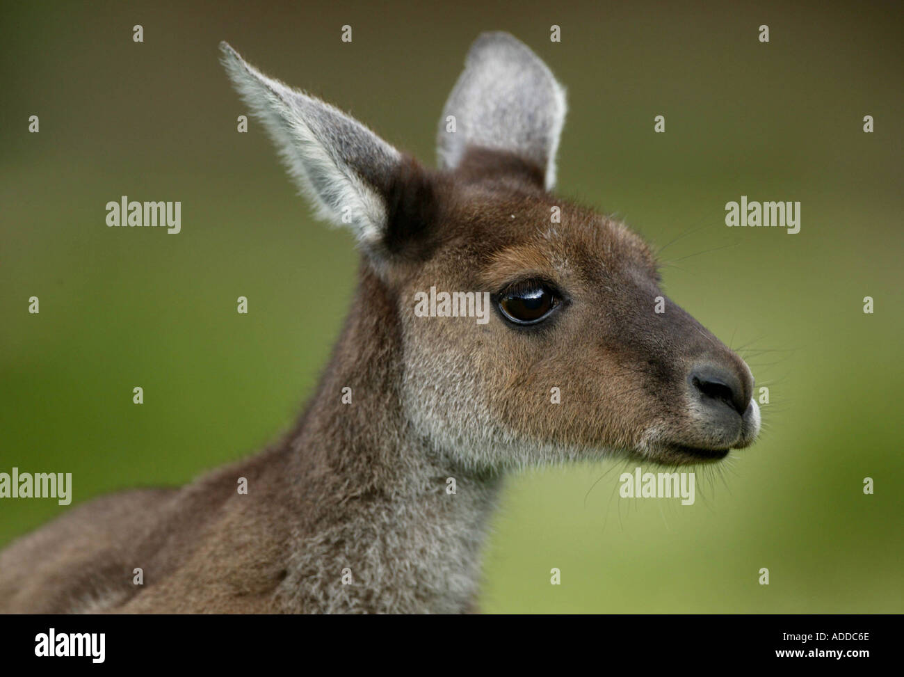 Perth Heirisson Island High Resolution Stock Photography and Images - Alamy