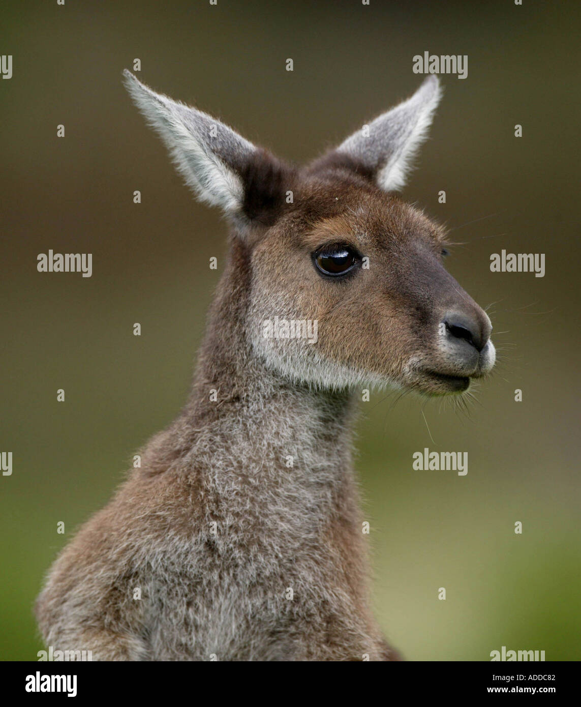 Perth heirisson island hi-res stock photography and images - Alamy