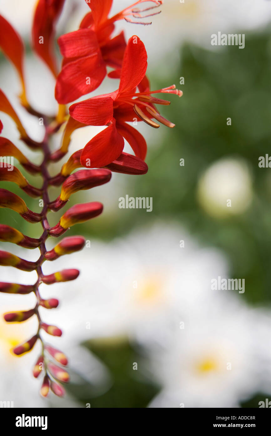 Crocosmia lucifer flowers in an english garden against a white daisy ...