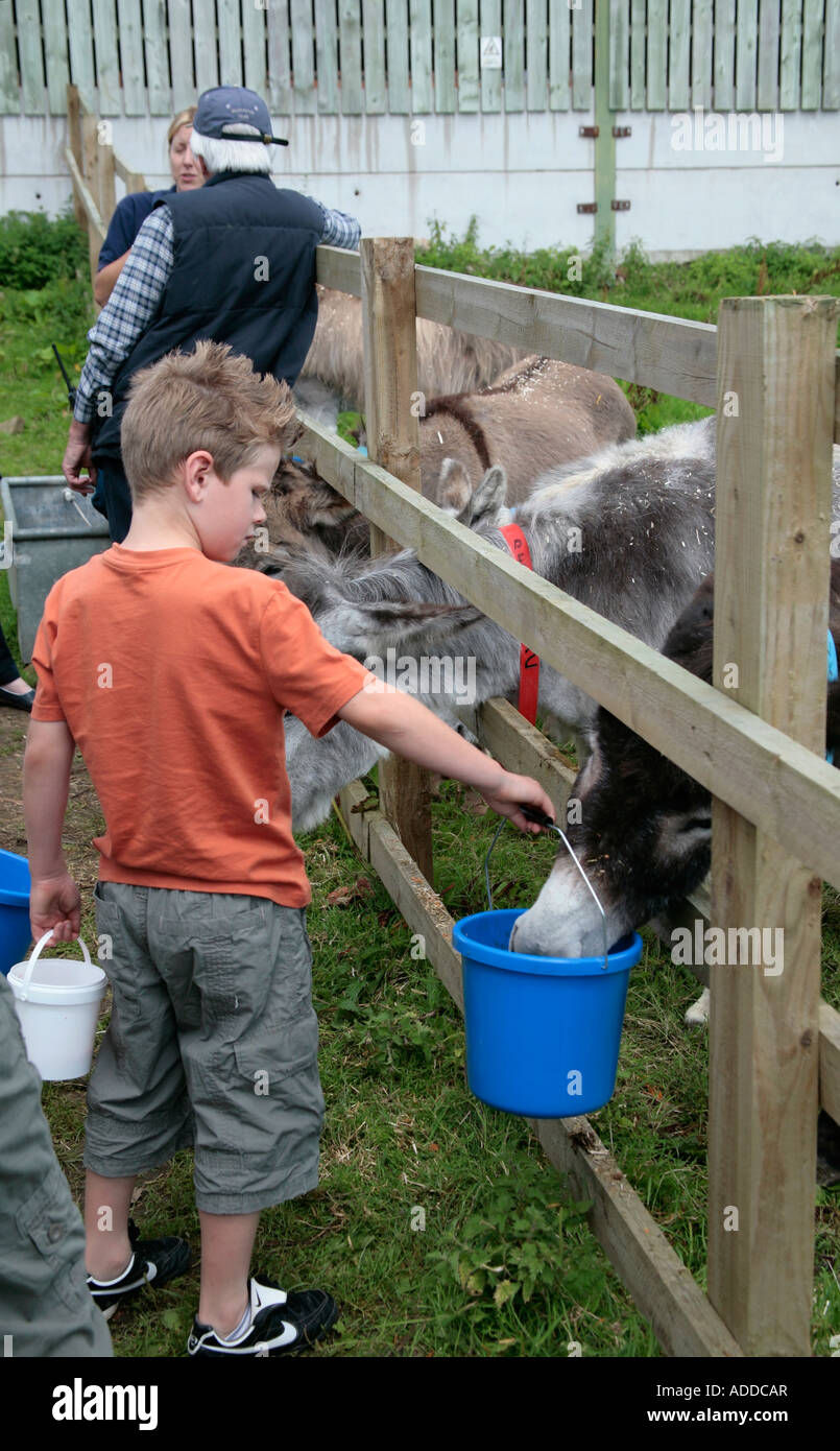 Young boy feeding donkeys at Donkey Sanctuary in Sussex, England, UK ...