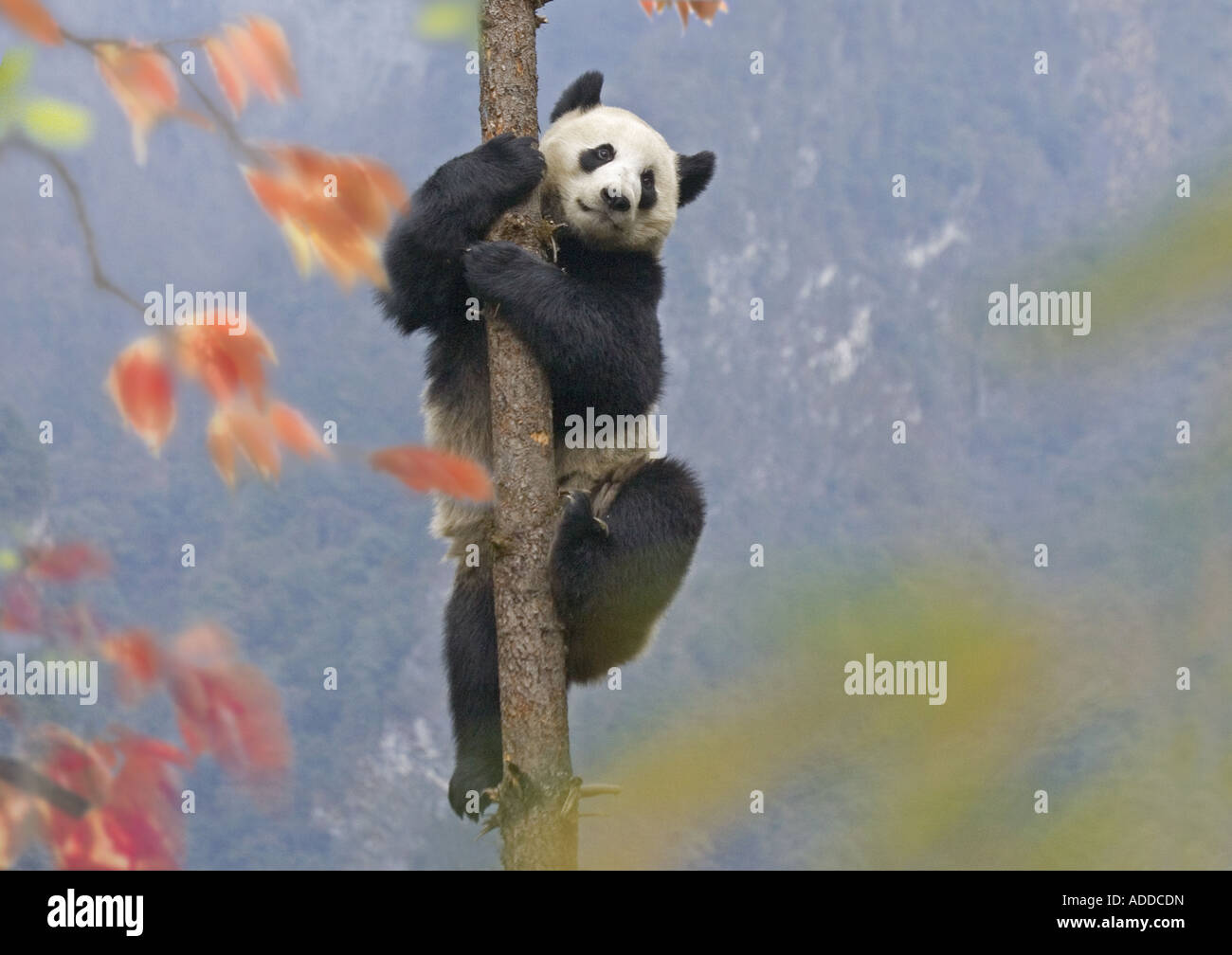 Giant Panda climbing the tree with fall foliage Wolong Valley at ...