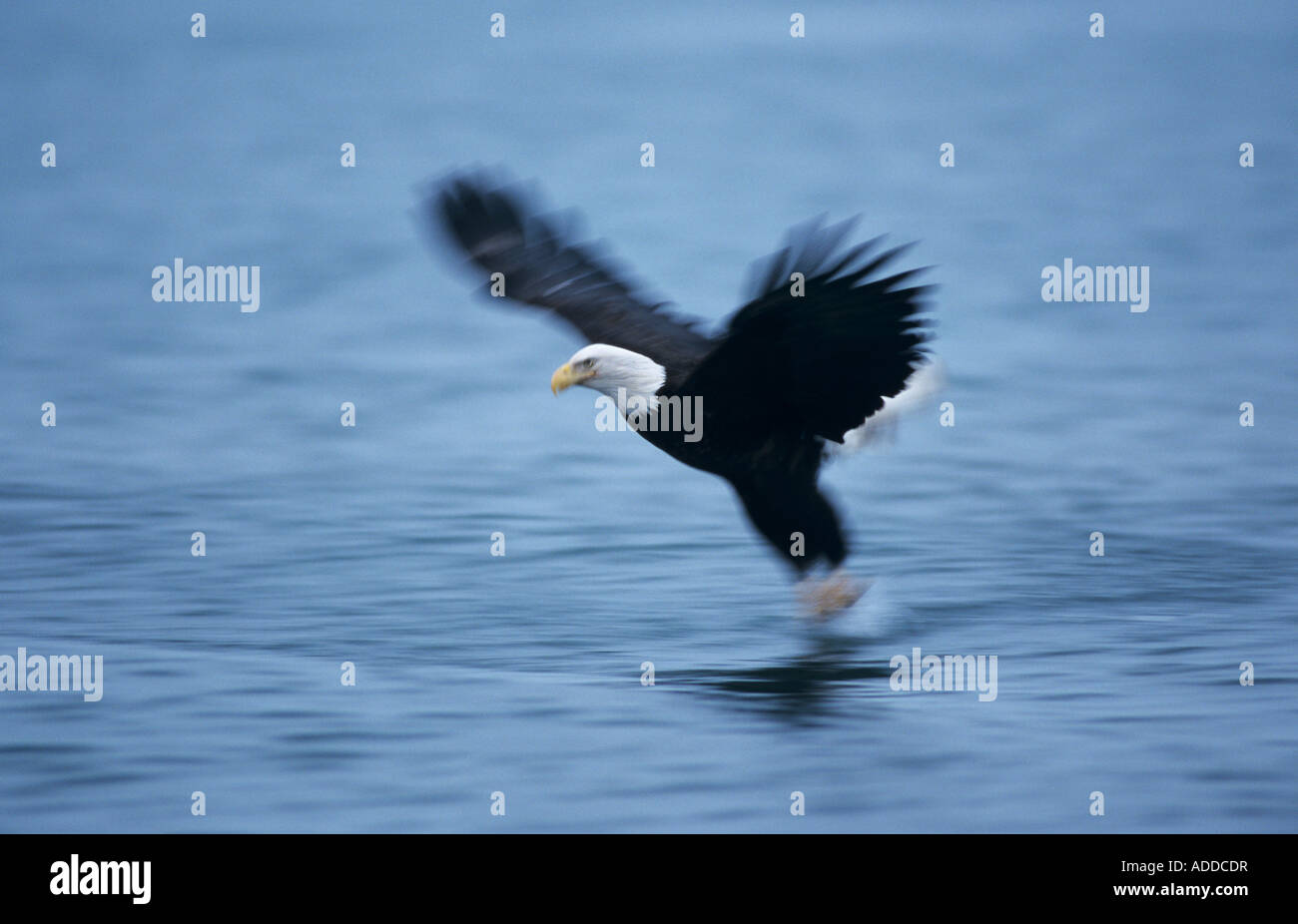 Bald eagle feeding in flight hi-res stock photography and images - Alamy