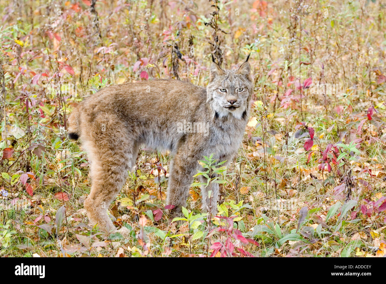 Lynx snowshoe hare hi-res stock photography and images - Alamy
