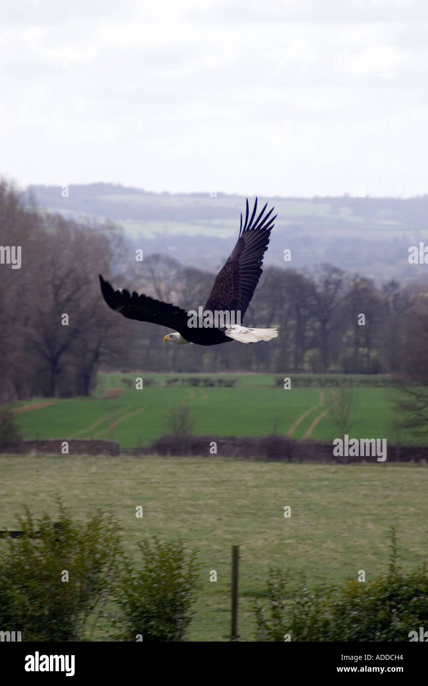 Bald Eagle in flight Stock Photo - Alamy